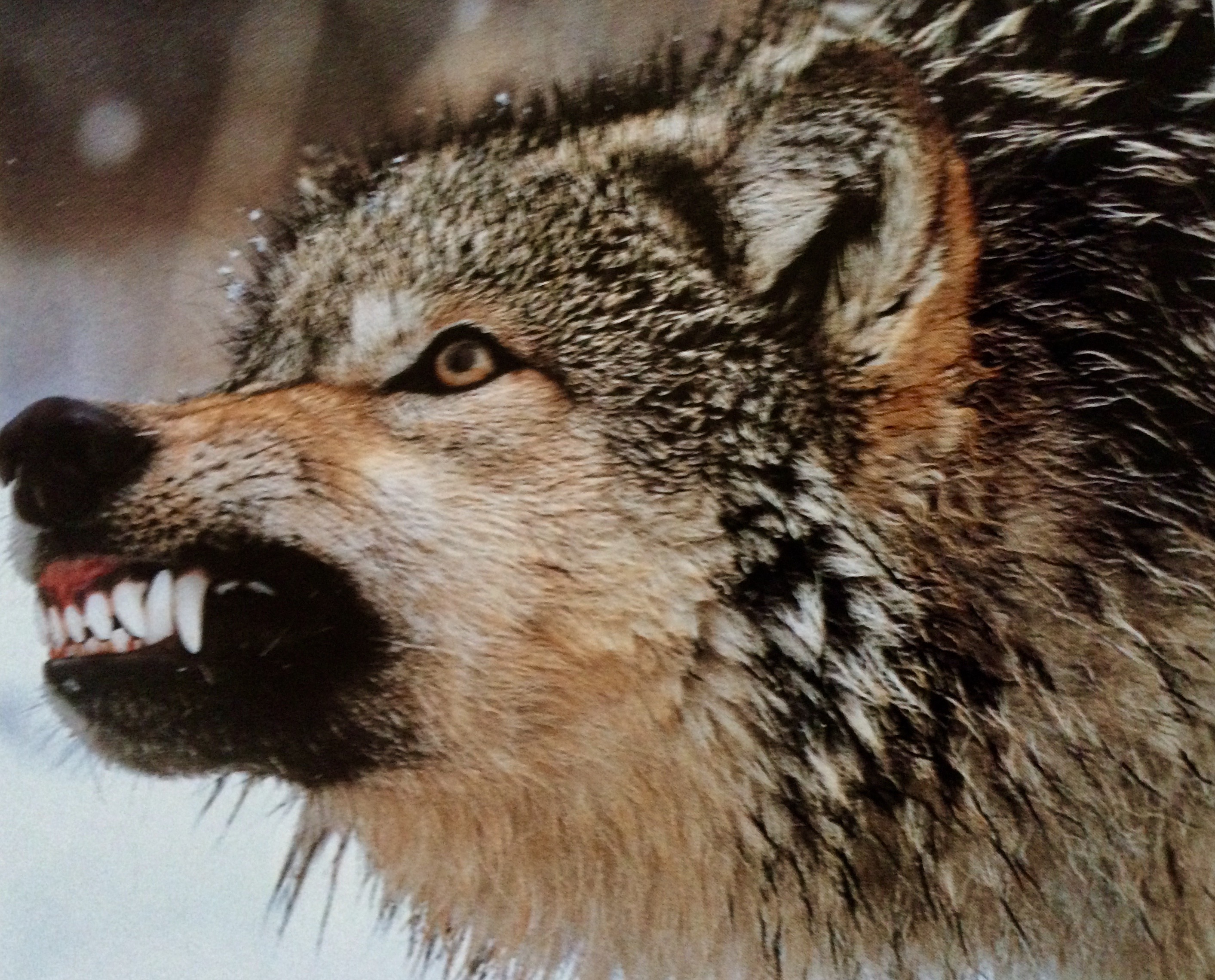 Hvordan tegner man en ulv. | Cyberhus.dk